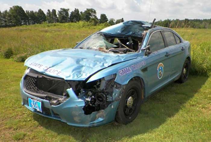 Traffic accidents involving moose are 13 times more likely to result in ...